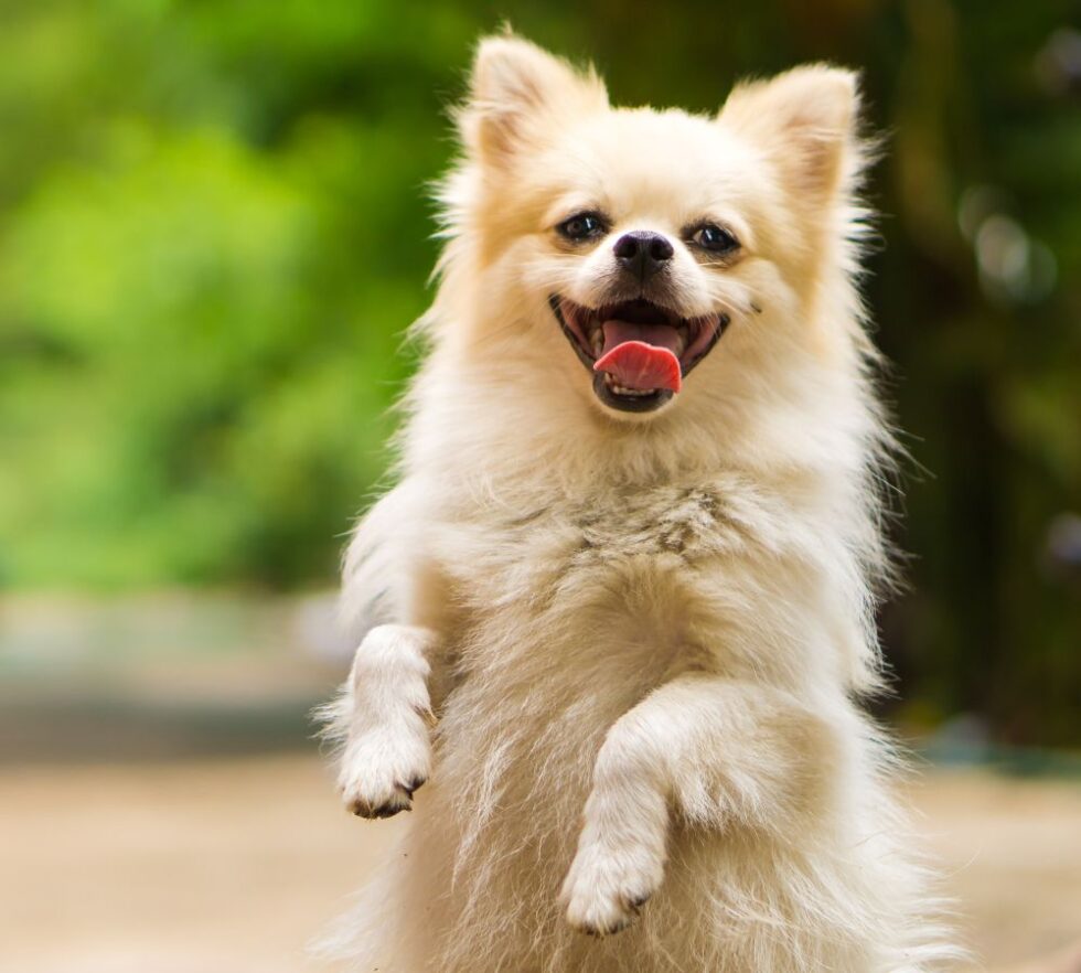 Healthy Paws Animal Hospital