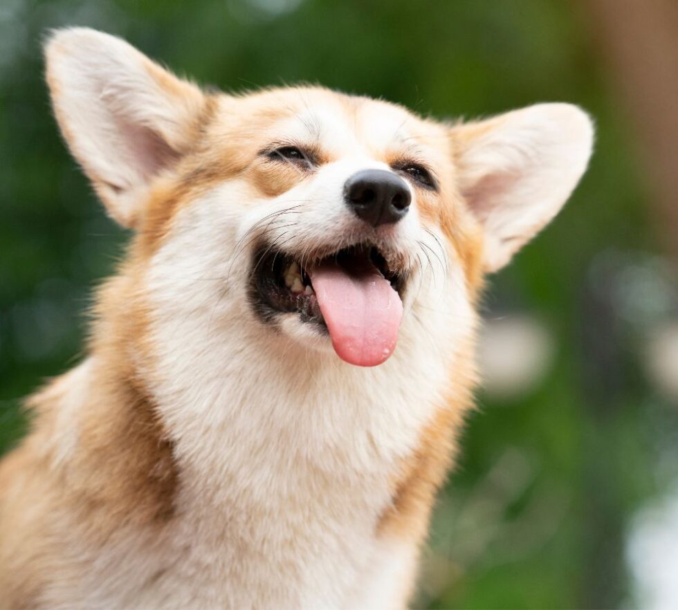 Healthy Paws Animal Hospital