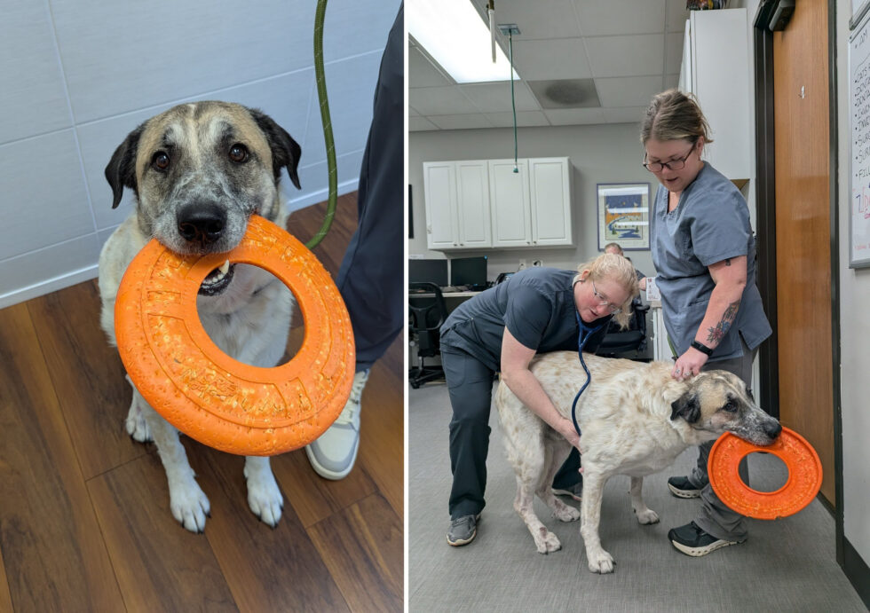 Carol Celebrates 60! | Healthy Paws Animal Hospital