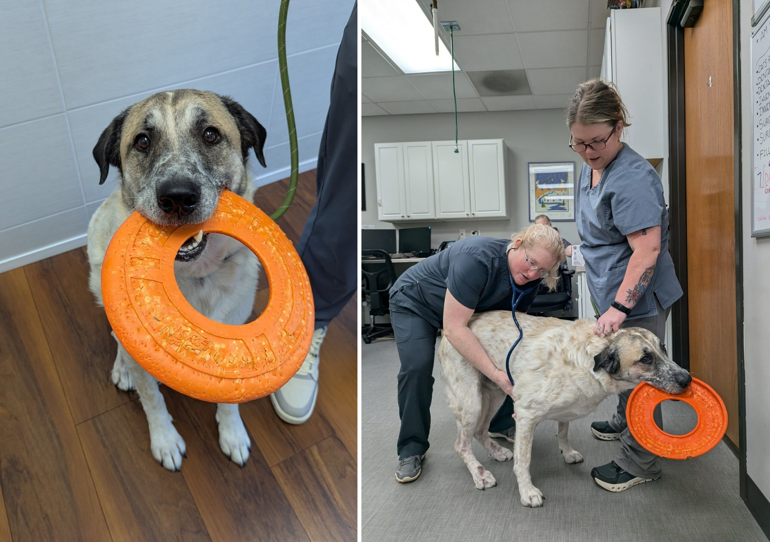 Norman’s Emotional Support Frisbee | Healthy Paws Animal Hospital